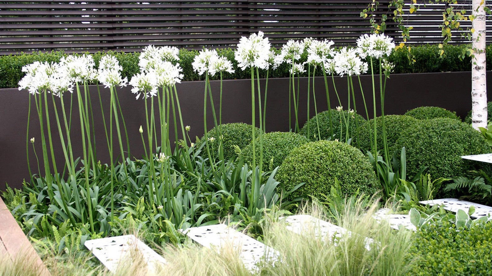 White agapanthus store